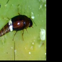 New ‘teeny tiny’ beetle species found in Idaho
