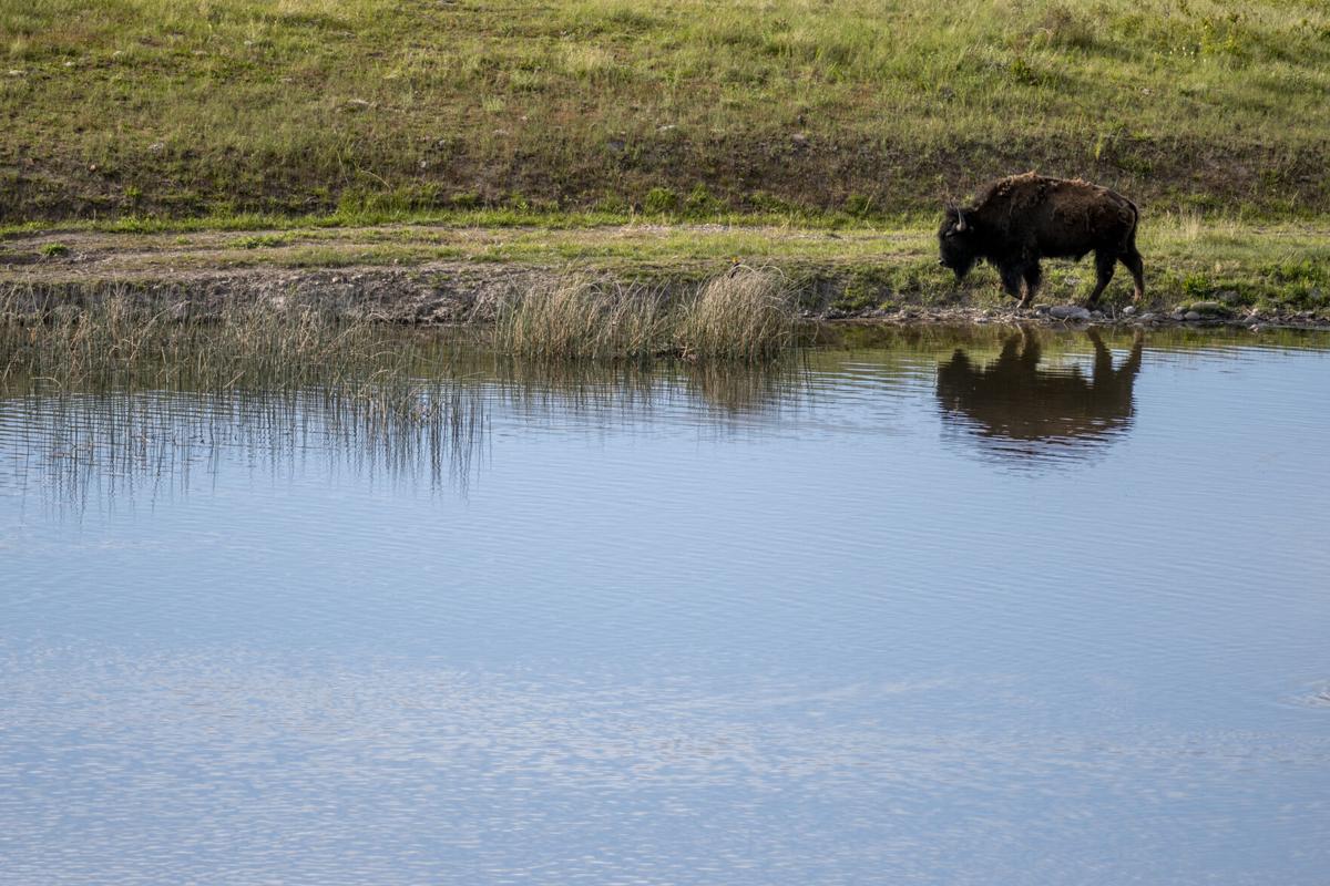 Ben Long: Bison — back where they belong