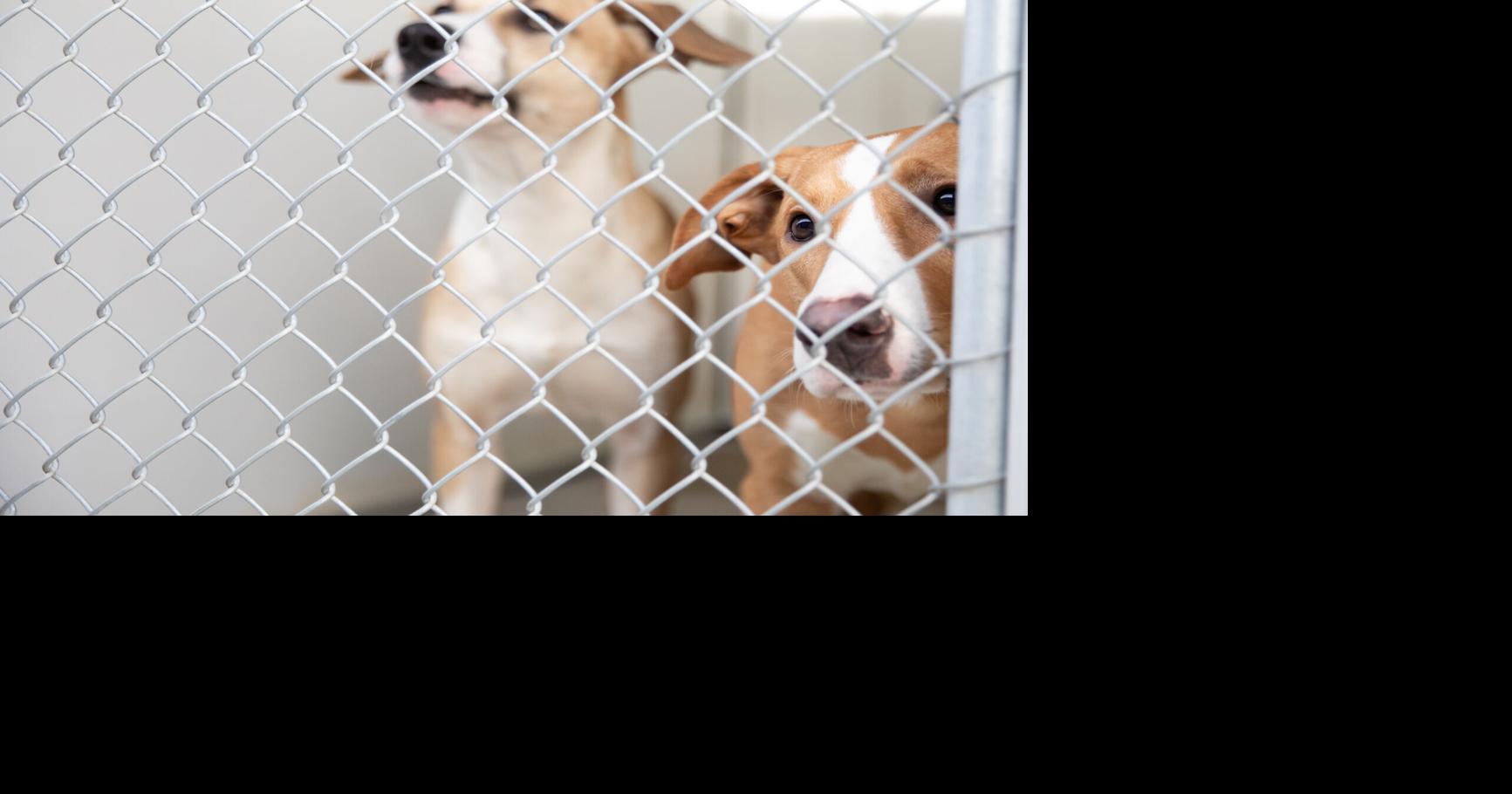 Helena animal shelter hit with influx of dogs