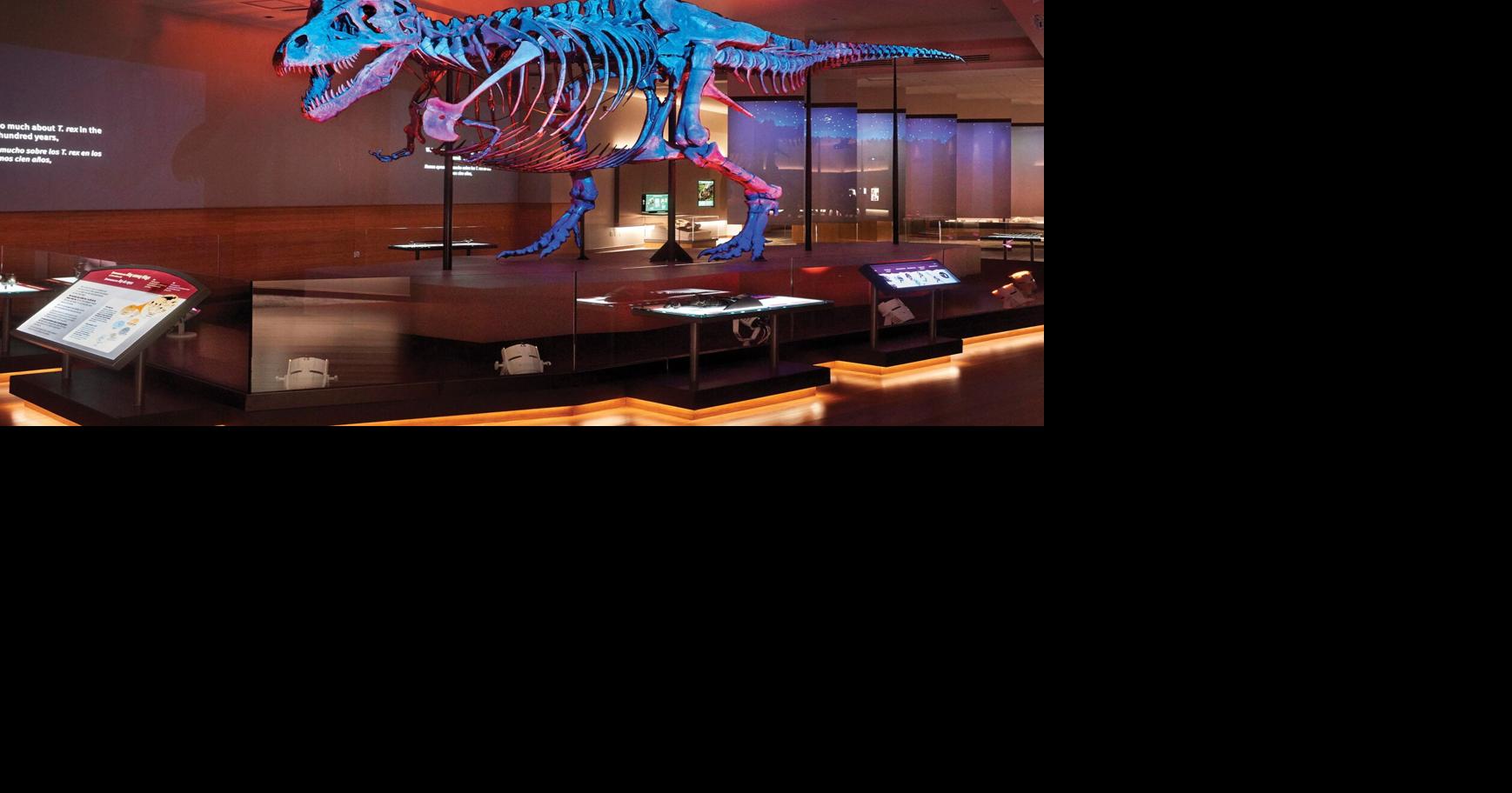 Famed T. rex display comes to Bozeman museum