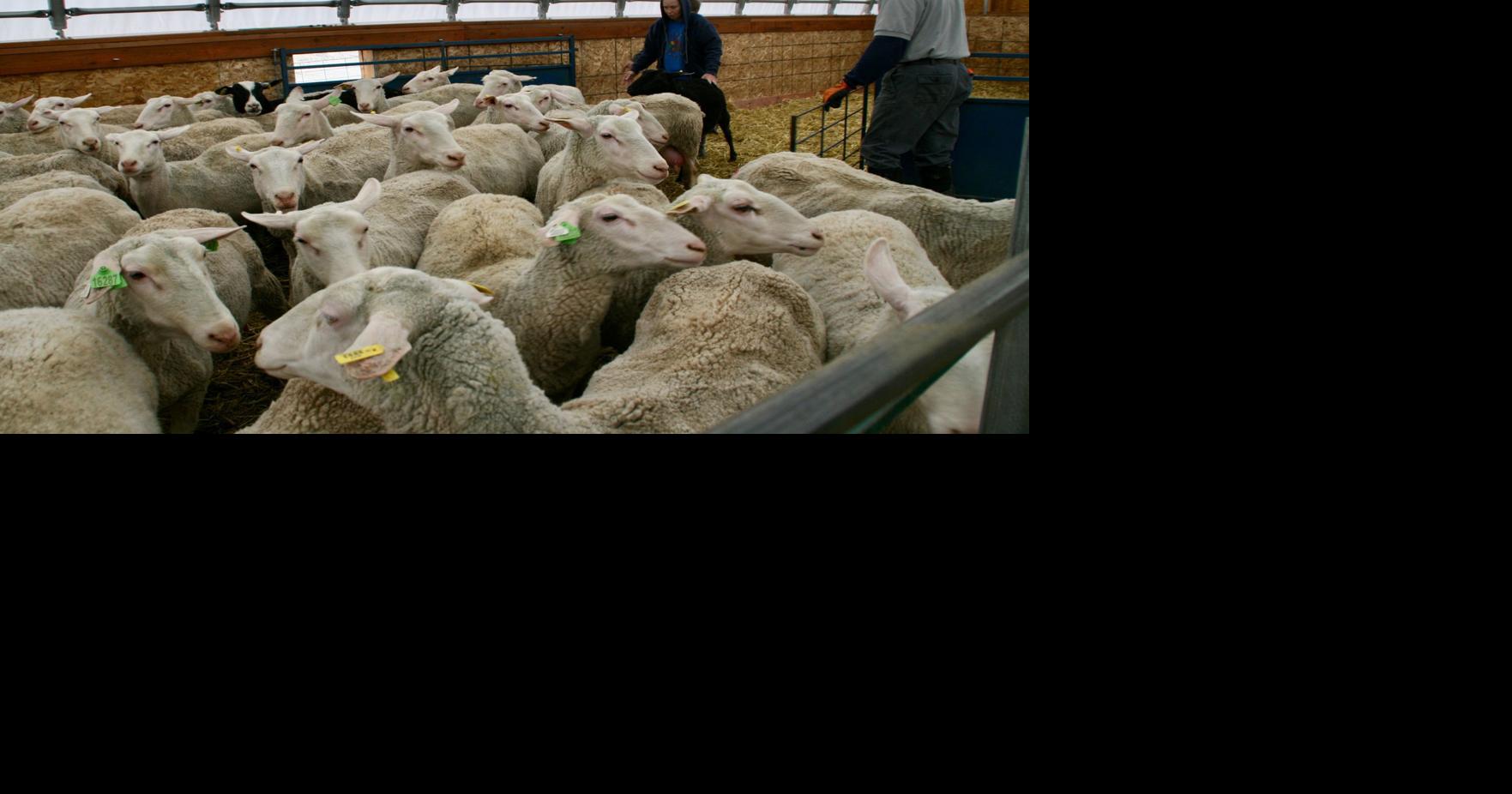 Moo-ve over cows, sheep milk from Helena is on the rise