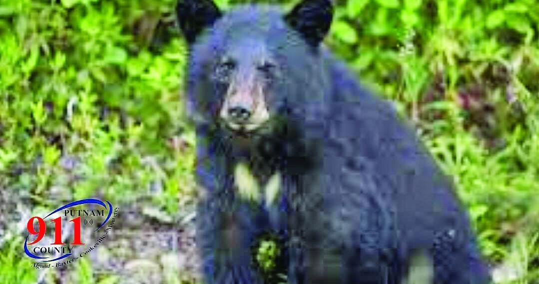 Authorities say bear sightings should not be reported to 911 | Local ...