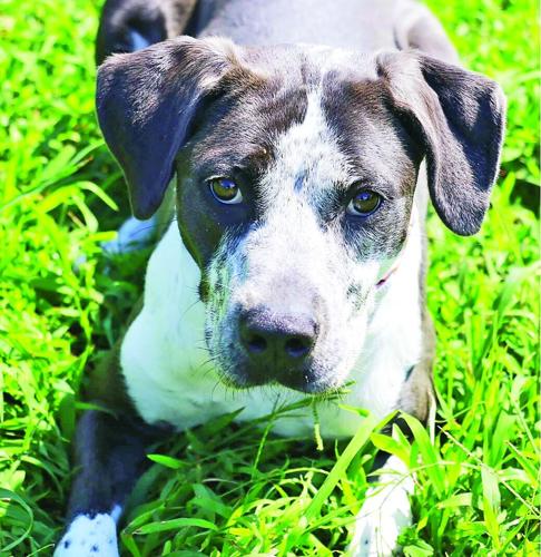 Lucy | News | herald-citizen.com
