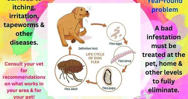 dog flea eggs