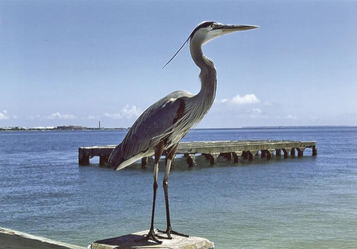 Putnam County Fair Photo Contest Winners | More | herald-citizen.com