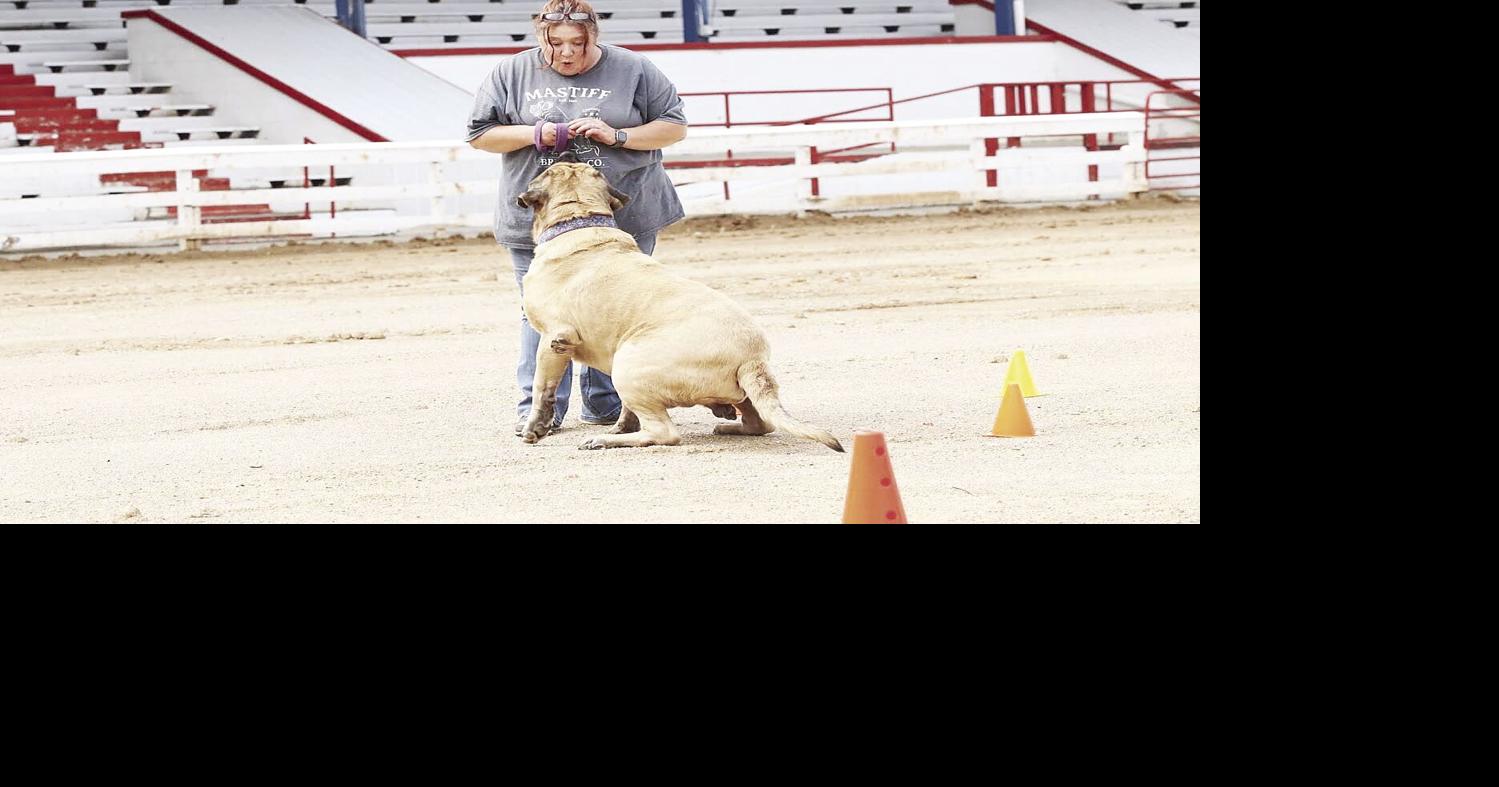 Fun Dog Day Saturday at fairgrounds | More | herald-citizen.com