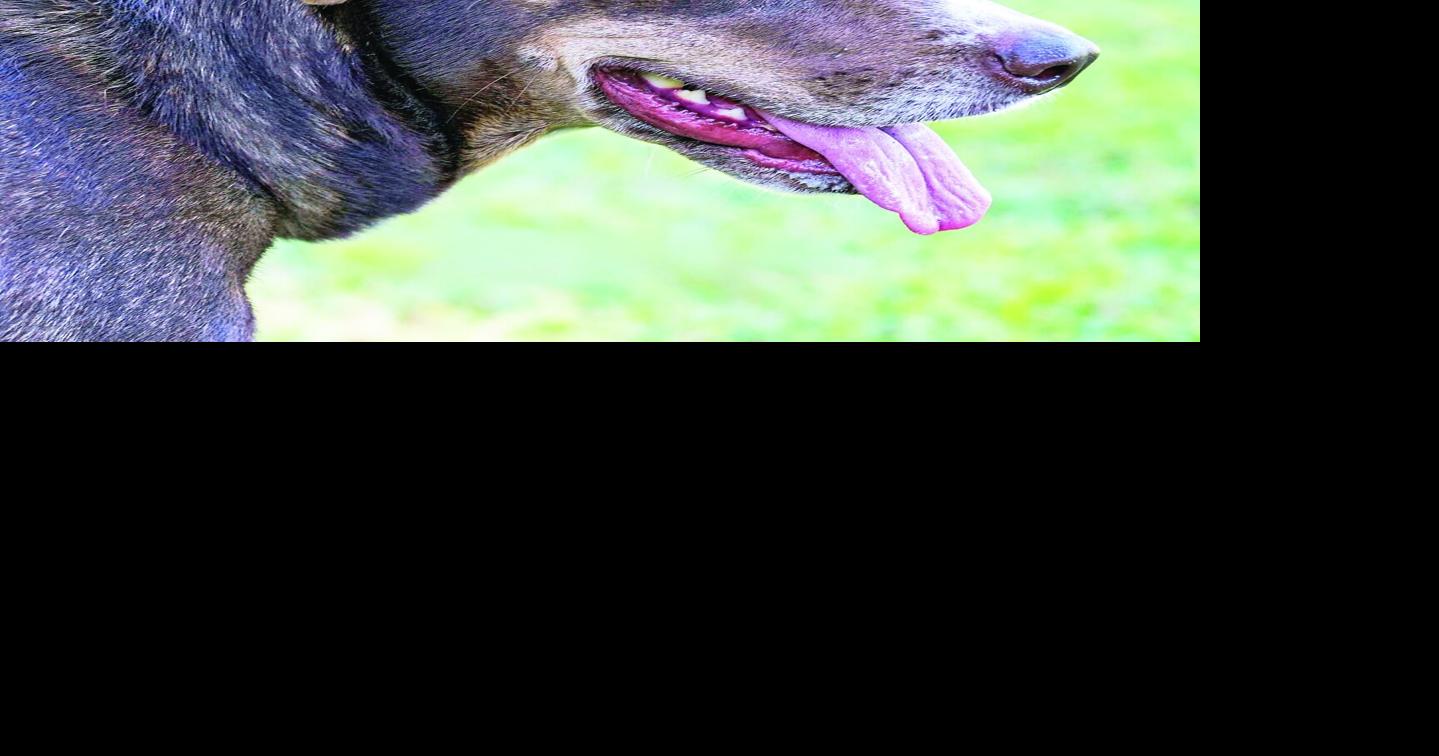 Daphne | News | herald-citizen.com