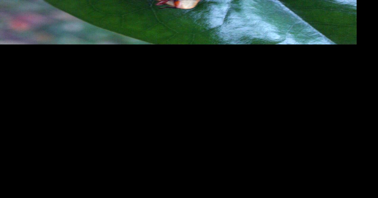 What's with all the loud bugs? | Education | herald-citizen.com