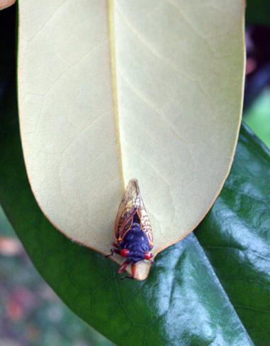 What's with all the loud bugs? | Education | herald-citizen.com