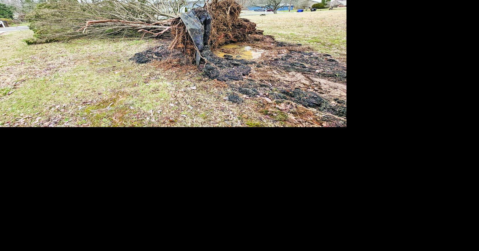 Strong winds down trees, prompt power outages | News | herald-citizen.com