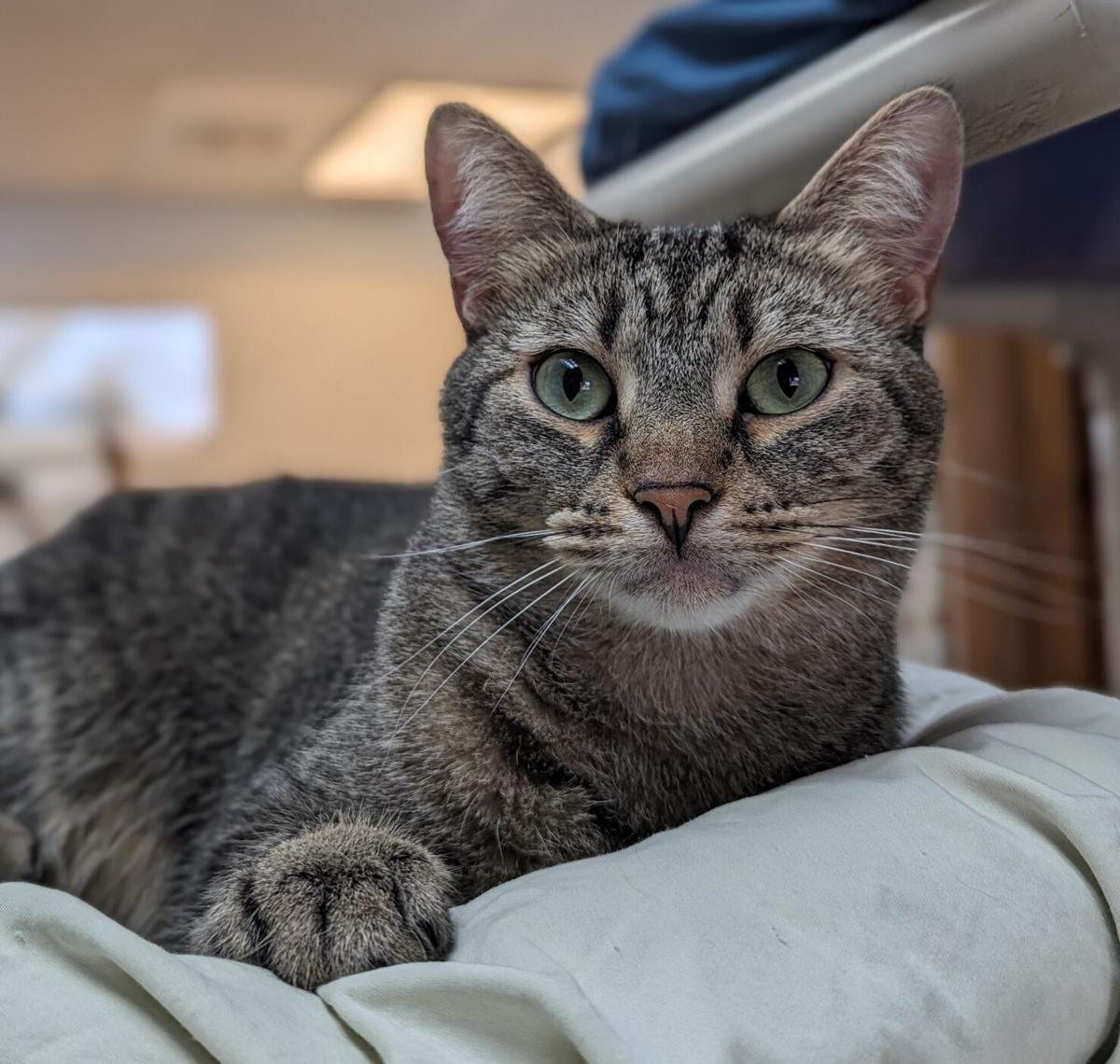 Pet of the Week: Willie