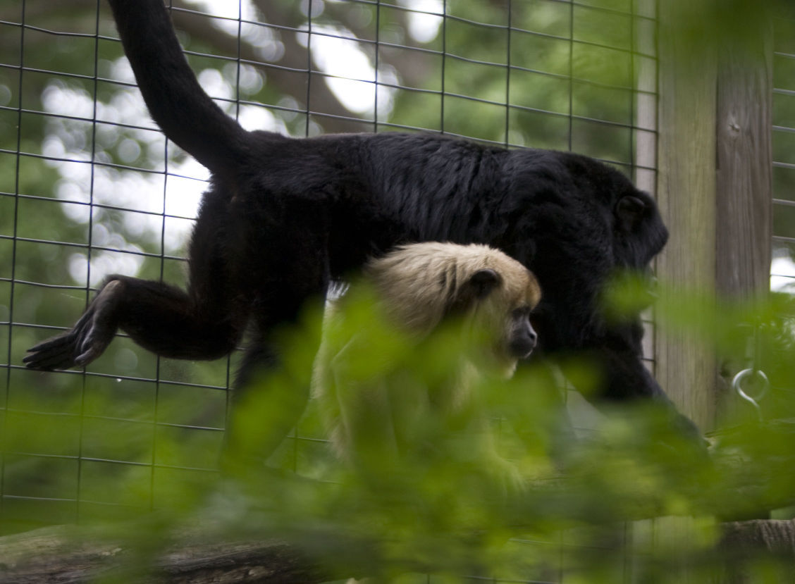 PHOTOS: Scovill Zoo introduces howler monkeys plus new baby lemur ...