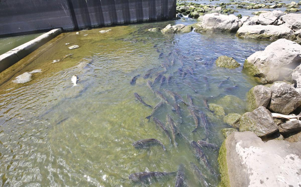 IDNR responds as thousands of Asian carp swarm downstream of Lake ...