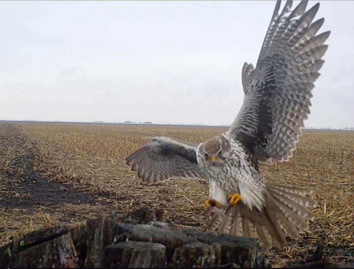 Two prairie falcons catching attention