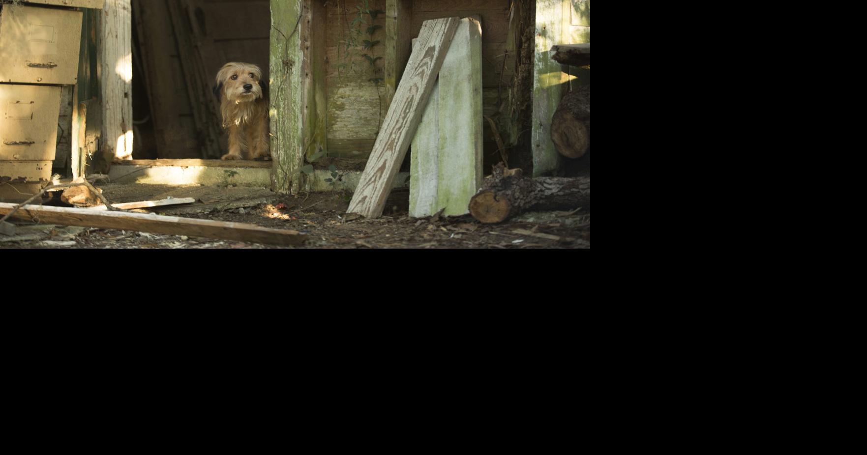 In reboot for Netflix, 'Benji' is still a good boy