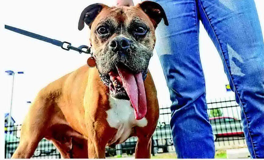 DOG'S TONGUE A WORLD RECORD CONTENDER