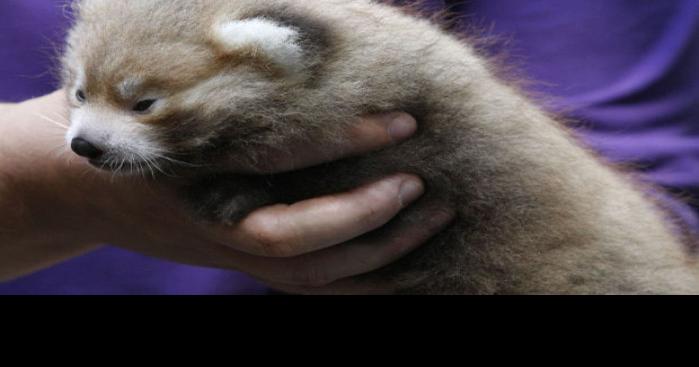 Scovill Zoo welcomes baby red panda
