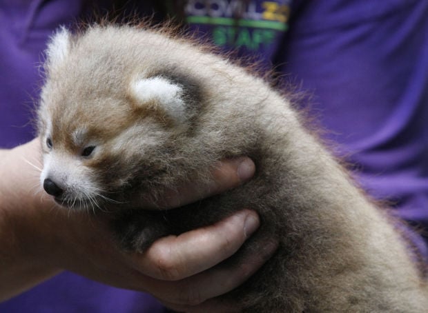 Scovill Zoo welcomes baby red panda