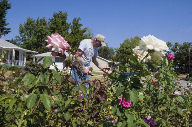 Rose growers plant their big gathering in Decatur