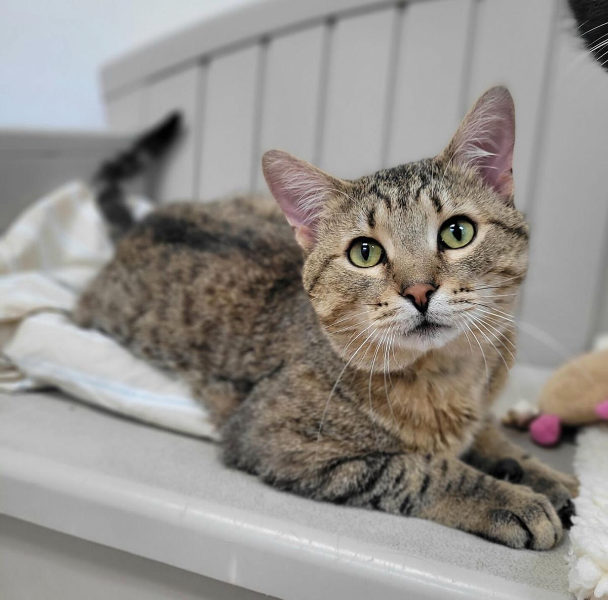 Pet of the Week: Forrest