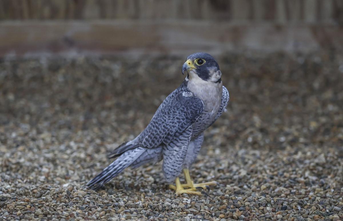 Illinois Raptor Center saves 3 peregrine falcon chicks
