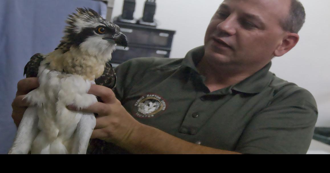 Ospreys land in safe hands at Illinois Raptor Center