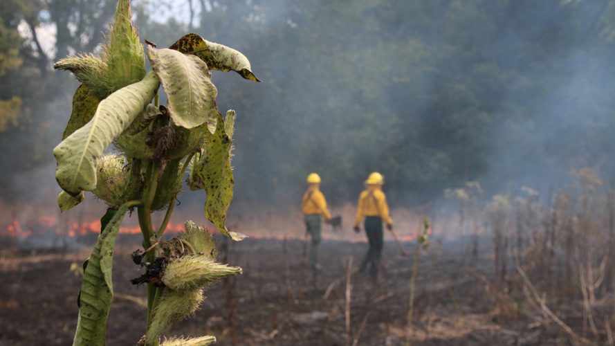 Back to nature at Ambraw Woods