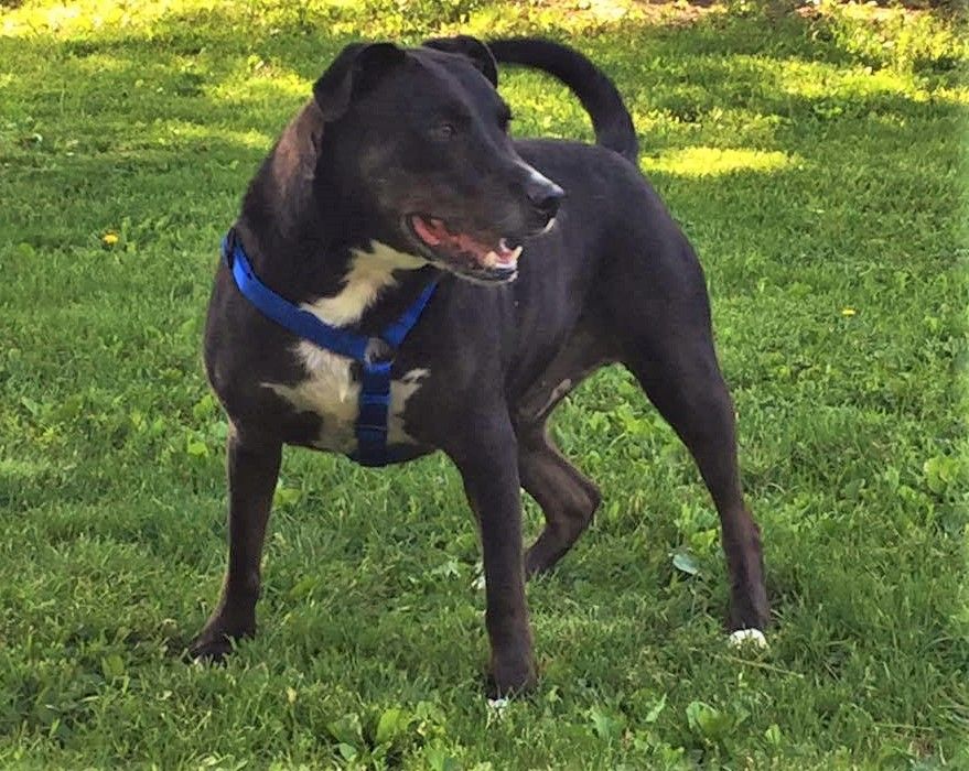 Pet of the Week: Roscoe