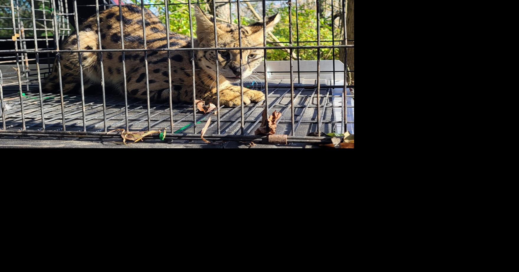Serval captured and in custody of Macon County Animal Control