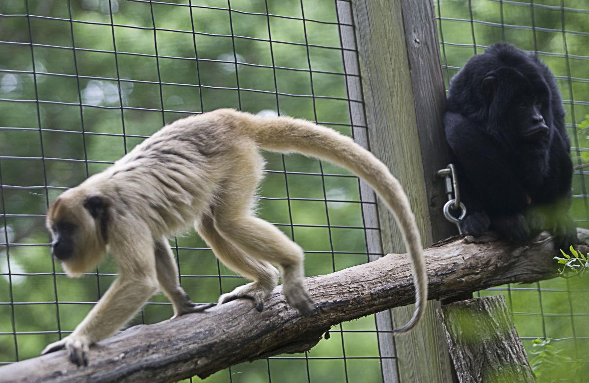 PHOTOS: Scovill Zoo introduces howler monkeys plus new baby lemur ...