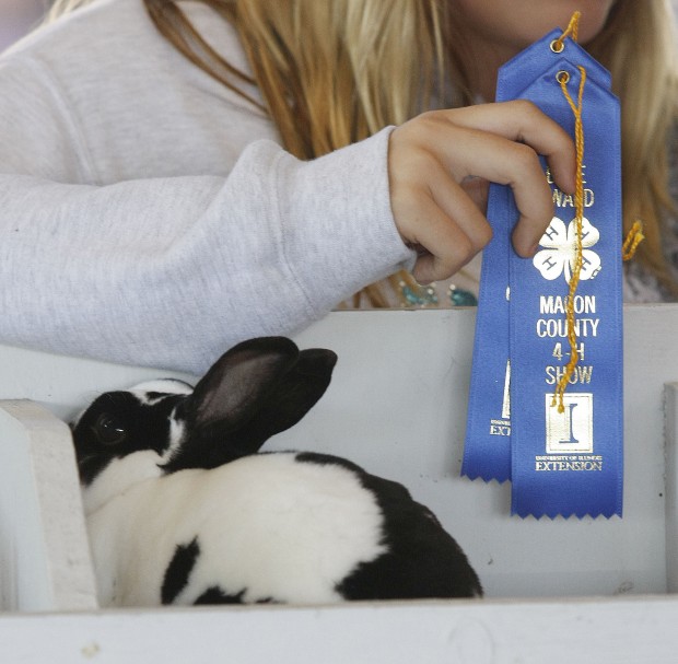 PHOTOS:Macon Co. Fair Rabbit Judging | Local | herald-review.com