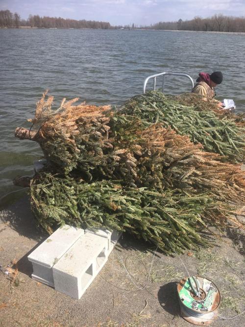 How to turn your Christmas tree into fish habitat | | herald-review.com