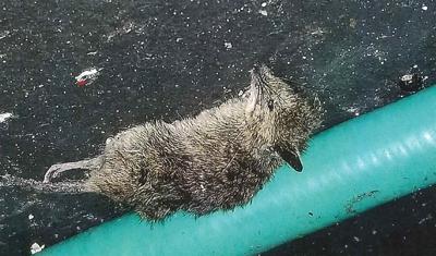 Documents: Inspectors found evidence of cockroaches, dead mouse at Fuji