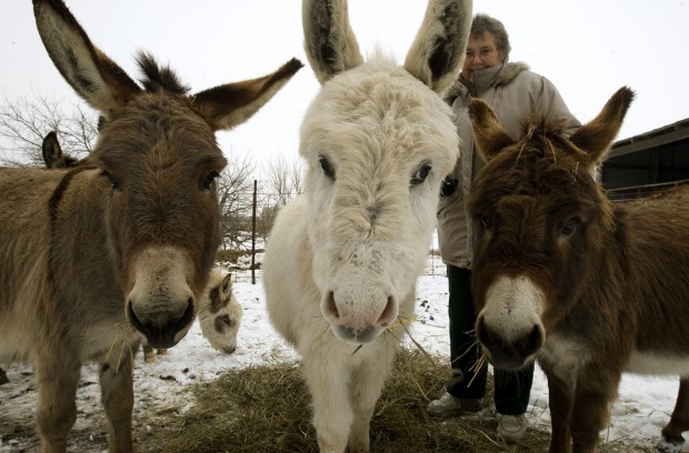 Piatt County couple raising herd of lovable little critters