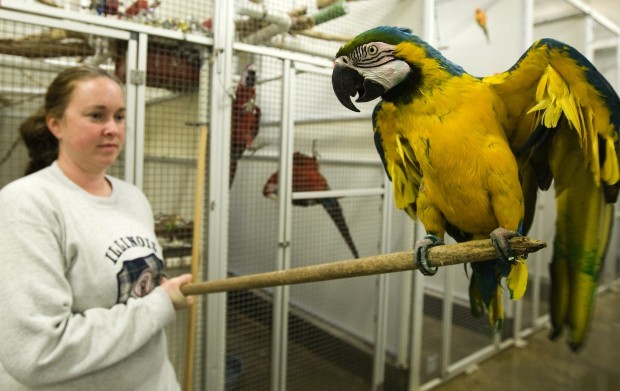 Scovill Zoo workers busy as ever while animals stay warm inside during ...
