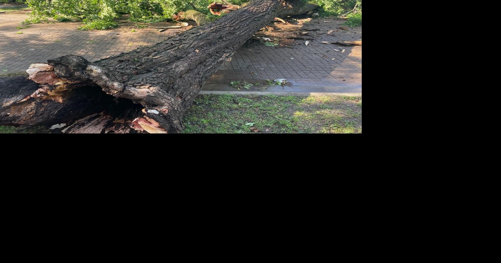 Storm leaves downed trees, power lines in its wake