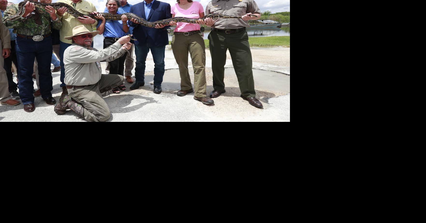 The war on pythons: Florida Gov. DeSantis steps up the fight