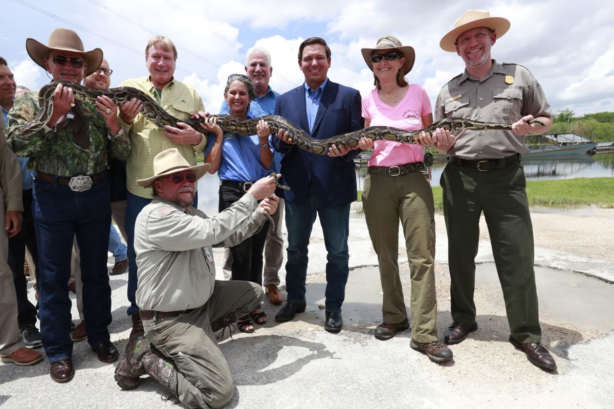 The war on pythons: Florida Gov. DeSantis steps up the fight