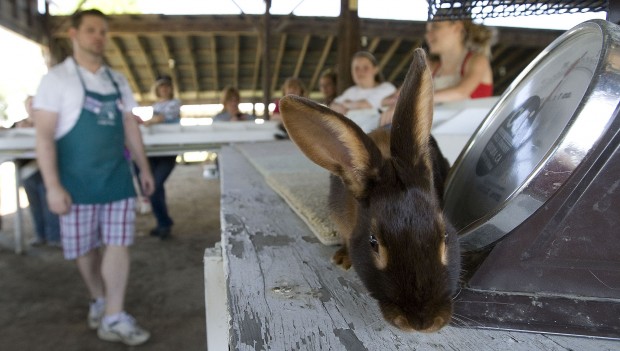 PHOTOS:Macon Co. Fair Rabbit Judging | Local | herald-review.com
