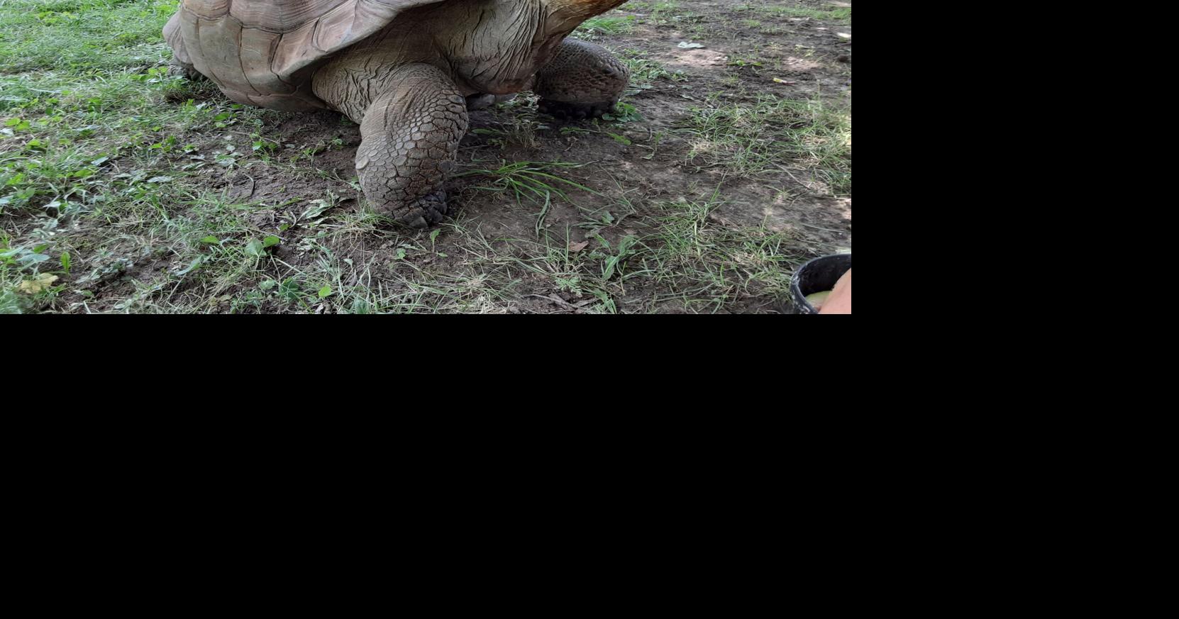 Decatur zoo earns five-year accreditation