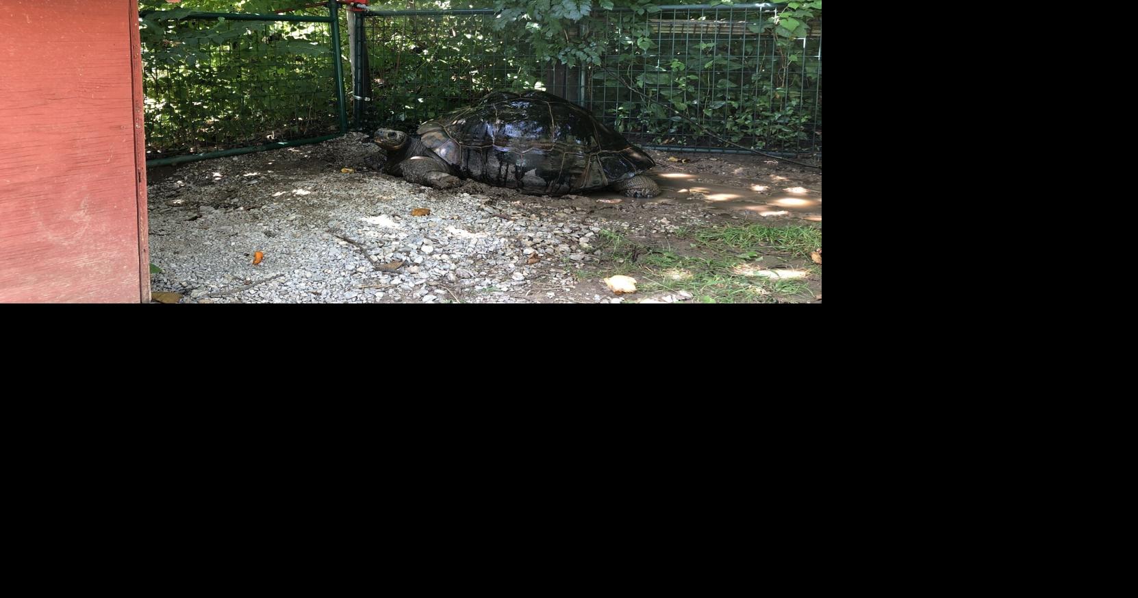 Animals beat the heat at Decatur's Scovill Zoo