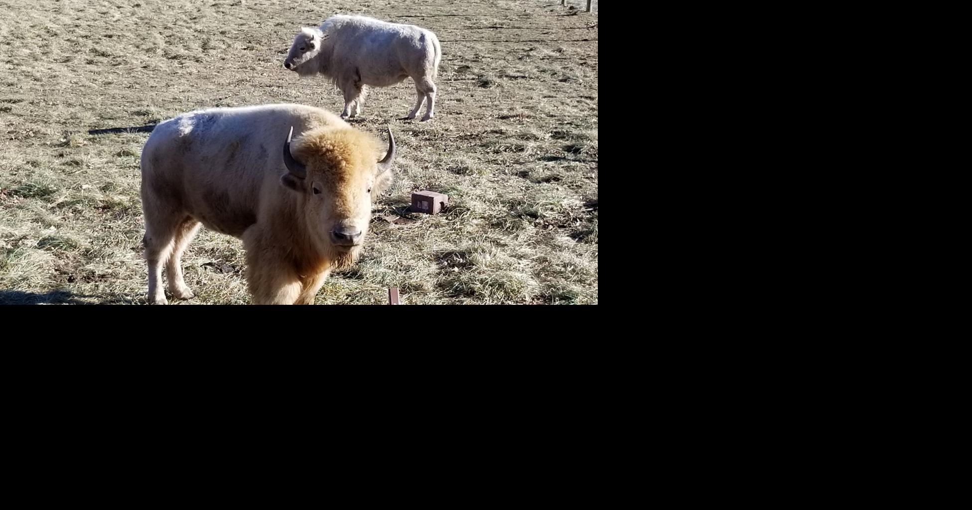 White bison a new sign of hope at Wildlife Prairie Park