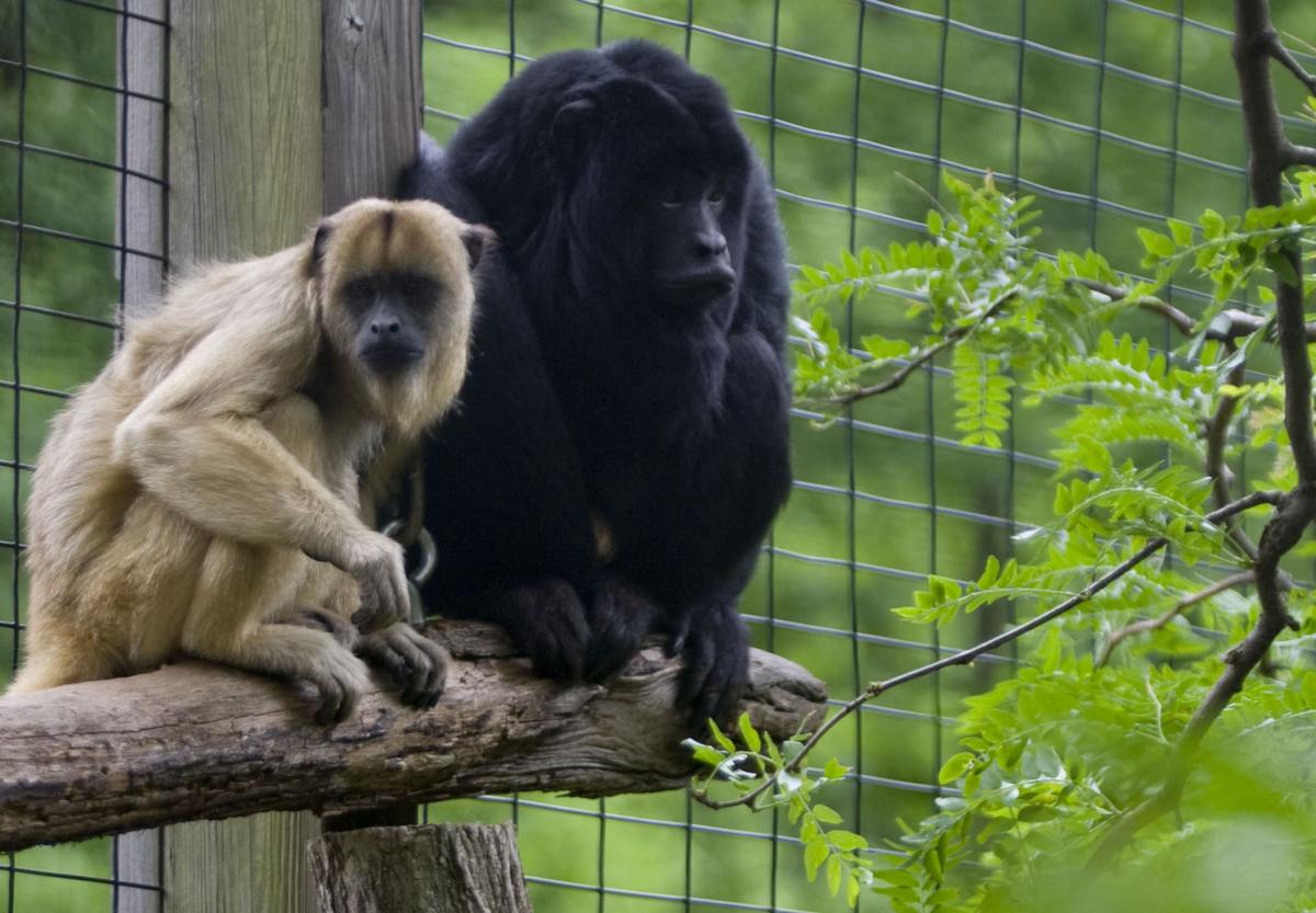 PHOTOS: Scovill Zoo introduces howler monkeys plus new baby lemur