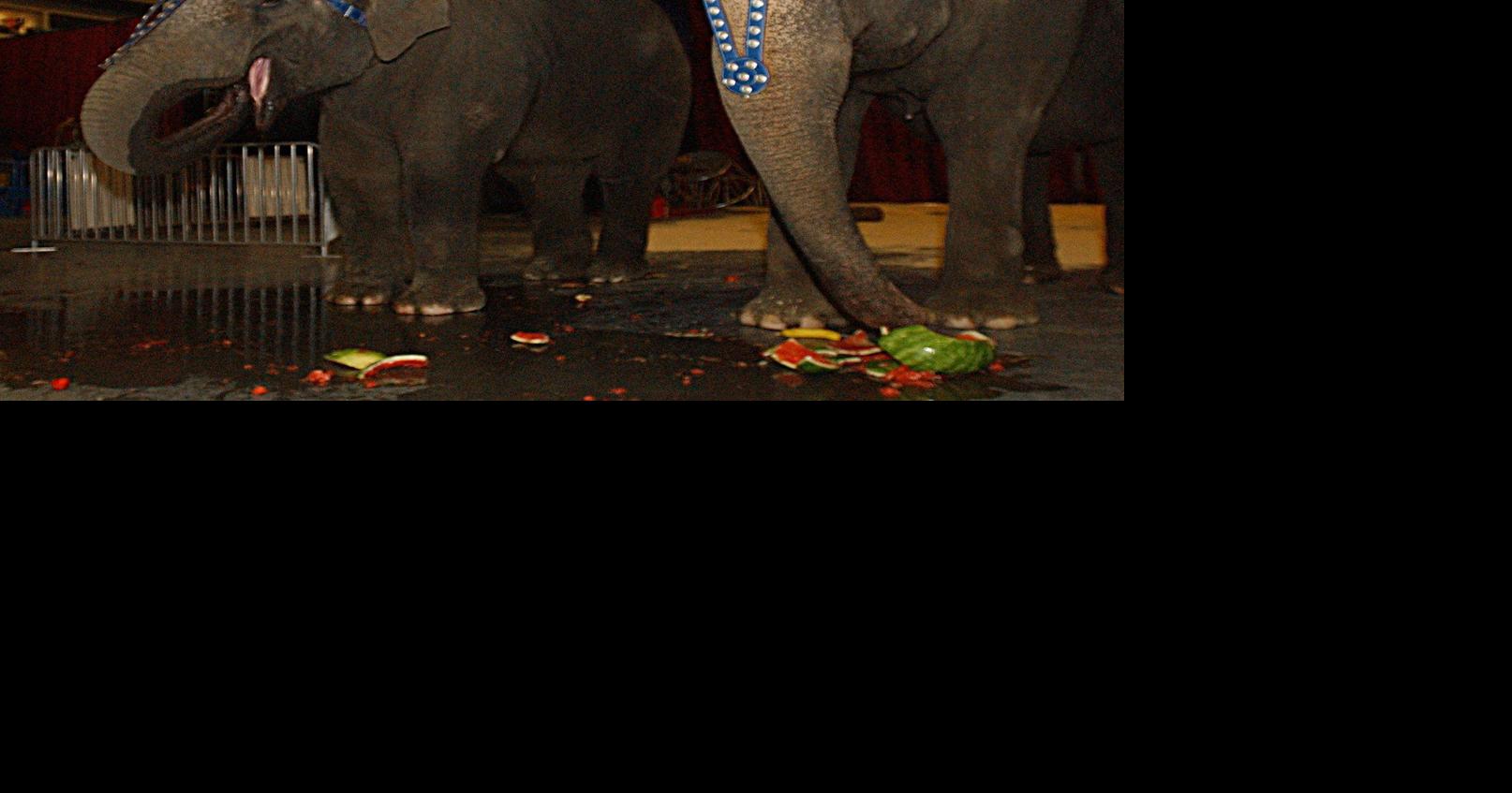 Shriners circus has fewer animals and more stunts, but PETA wants the ...