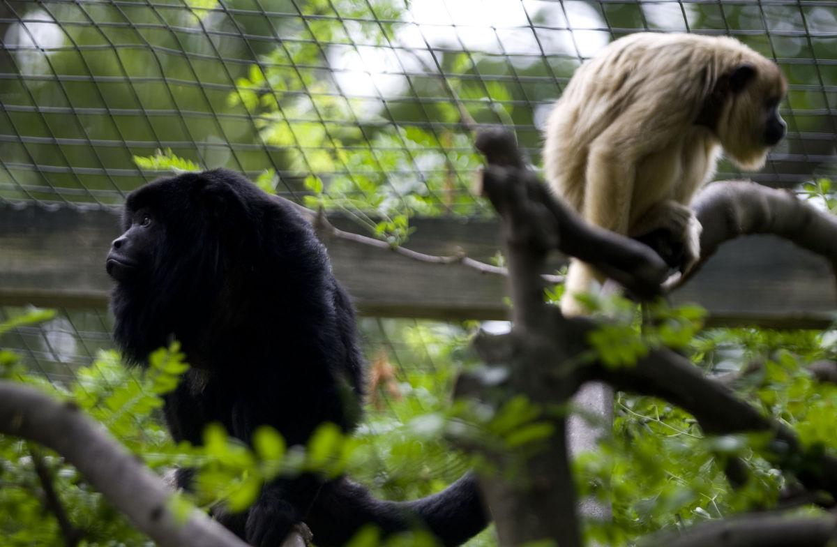 PHOTOS: Scovill Zoo introduces howler monkeys plus new baby lemur
