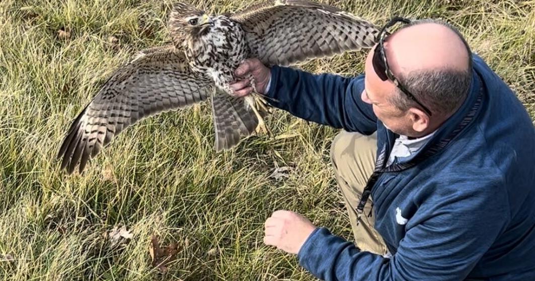Illinois Raptor Center bands wild birds to study diseases