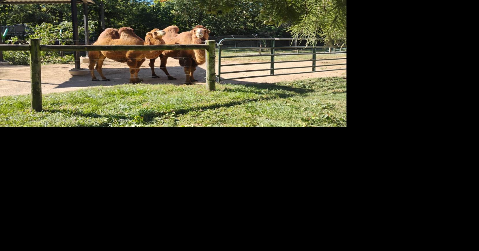 Scovill Zoo camels exhibit to be upgraded thanks to $200,000 in state ...