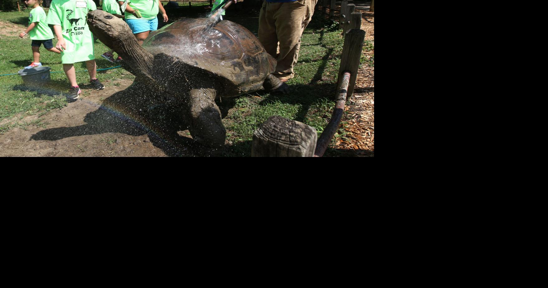 Getting turtle over a hurdle