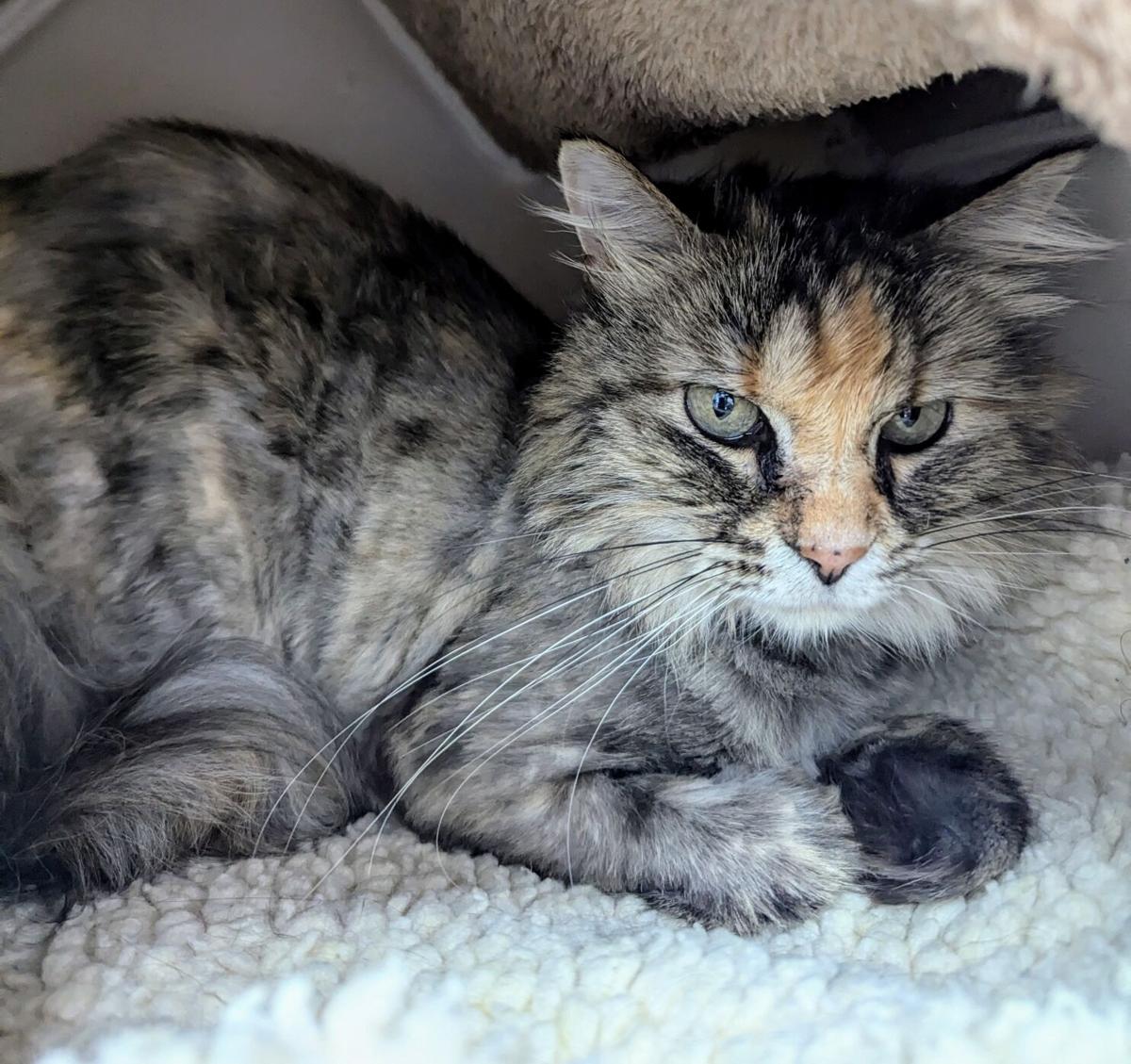 Pet of the Week: Meet Ellie