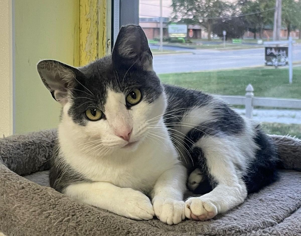 Pet of the Week: Meet Patchie